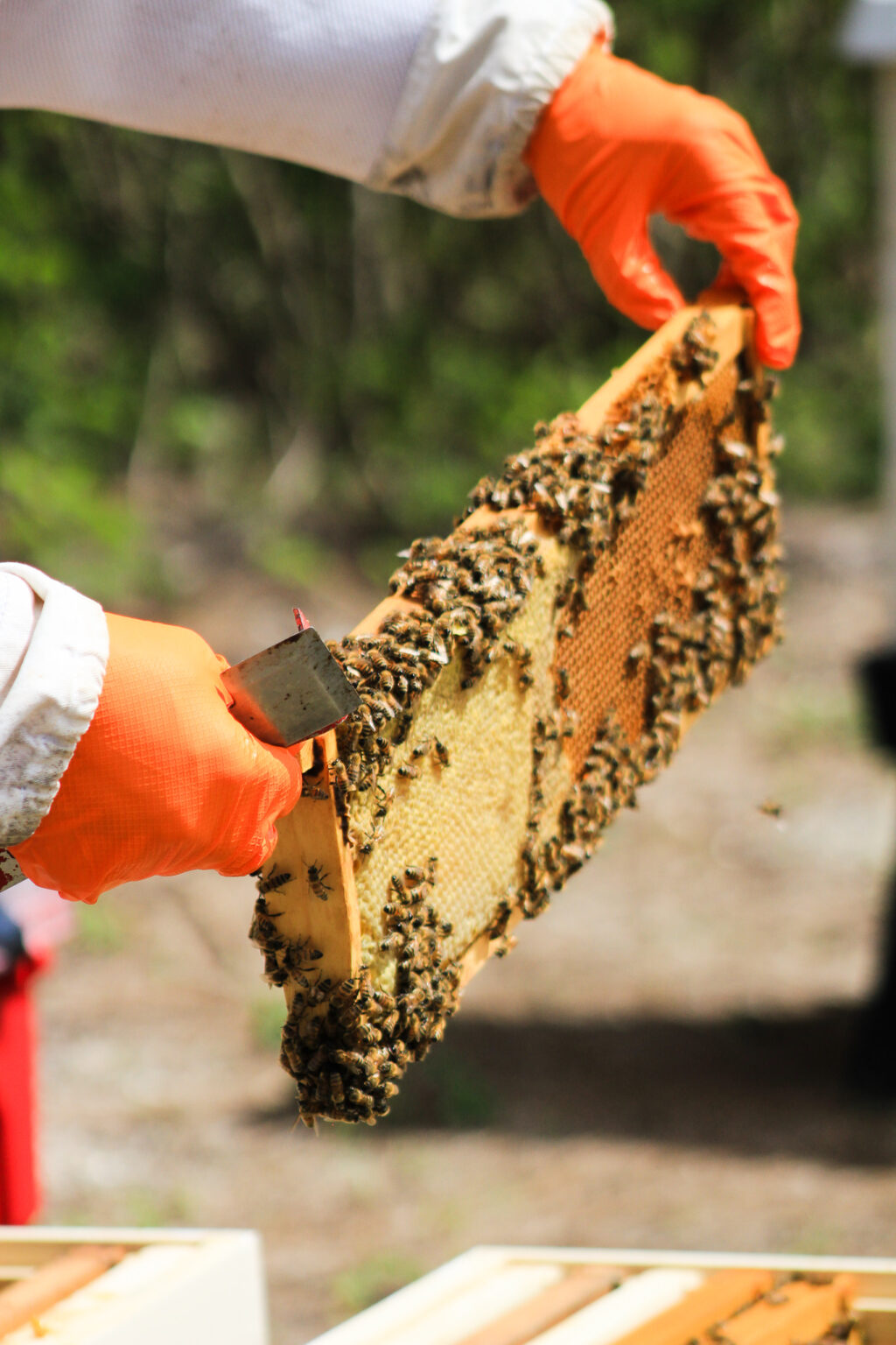 Island Honey Bee - Infusion Coffee & Tea