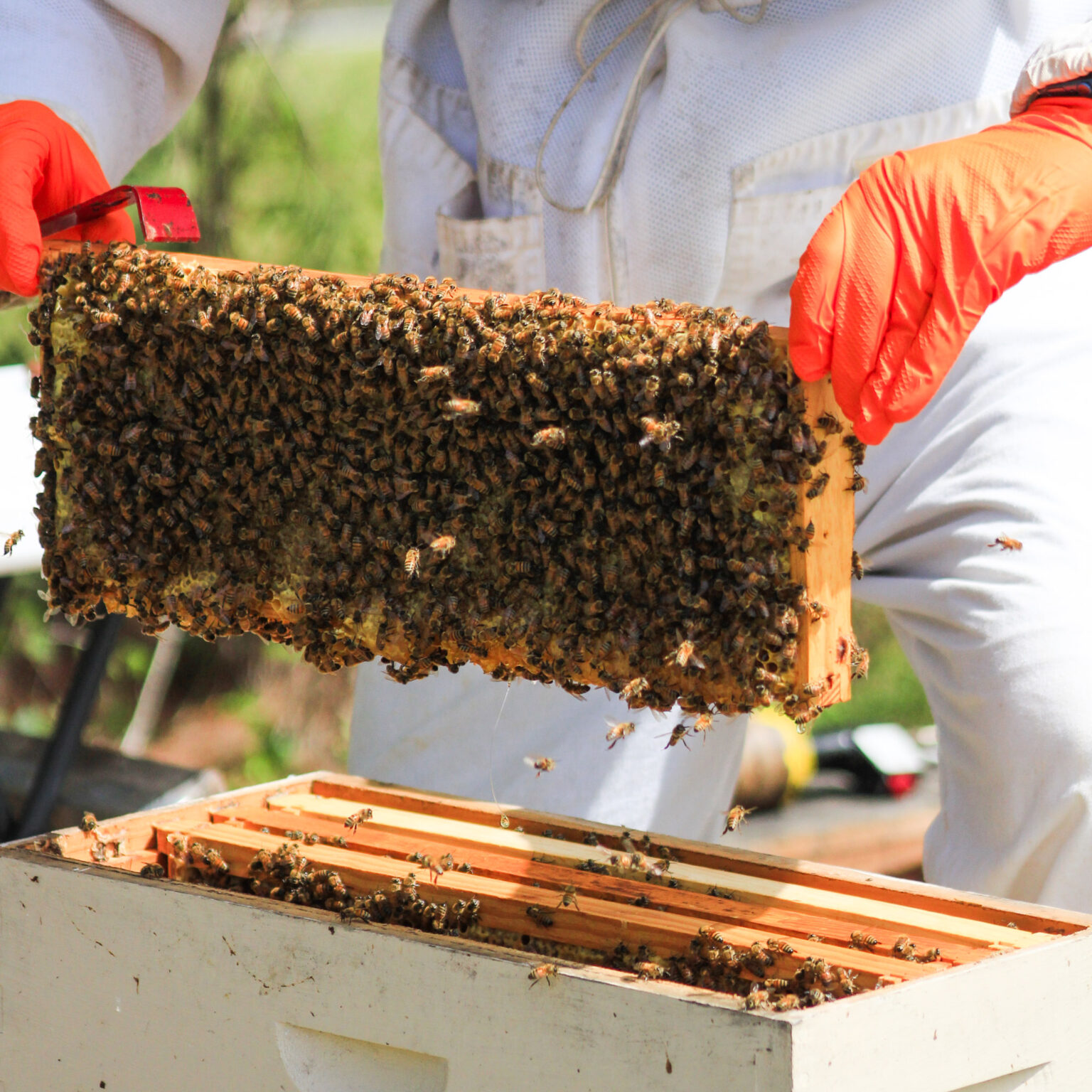 Island Honey Bee - Infusion Coffee & Tea